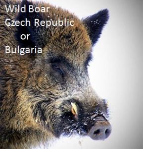 Platform for Hunting Products, Elbridge, NY