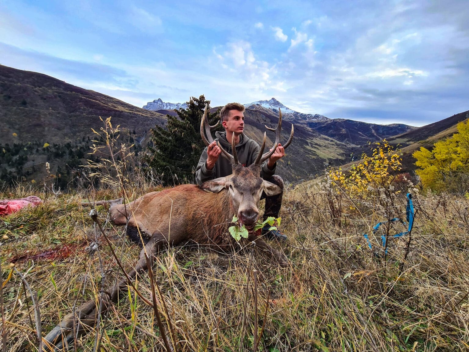 Red Stag (Cervus Elaphus) - WILD Jaeger